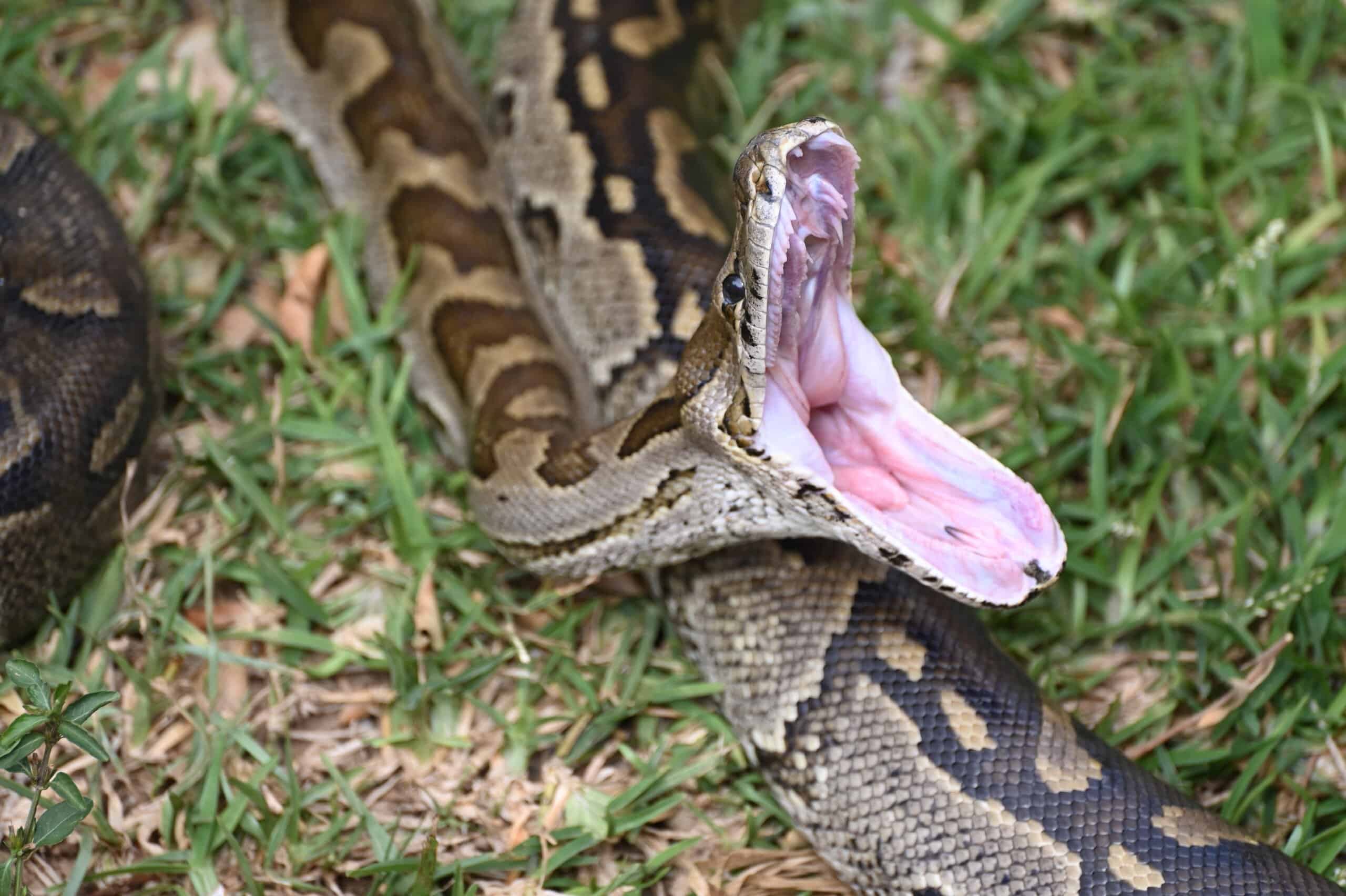 Porcupine turns the tables on a hungry python