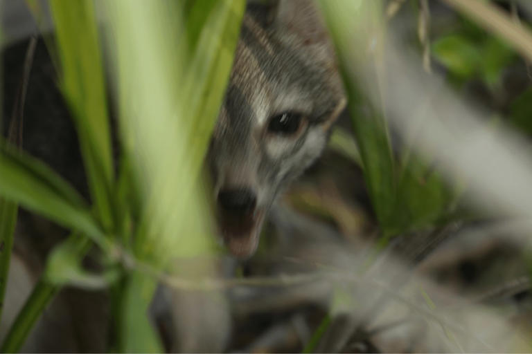 Scientists captured the first-ever photos of a mysterious island fox ...