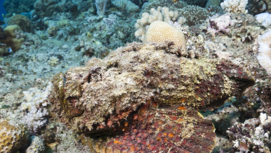 Stonefish secrets every ocean lover should know