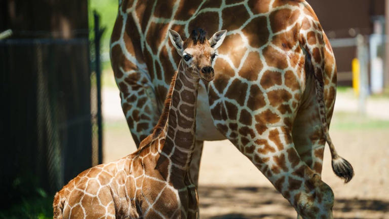 Discover the new animal babies at Six Flags Great Adventure's safari ...