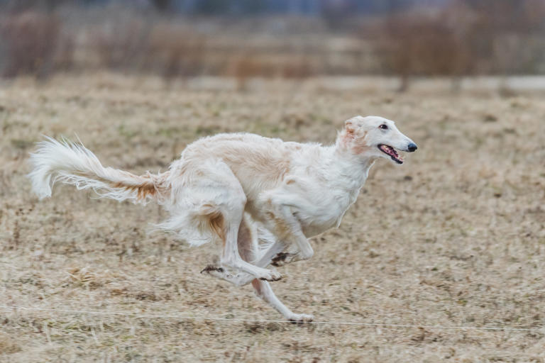 Faster than Usain Bolt: these are the 10 fastest dog breeds on the planet