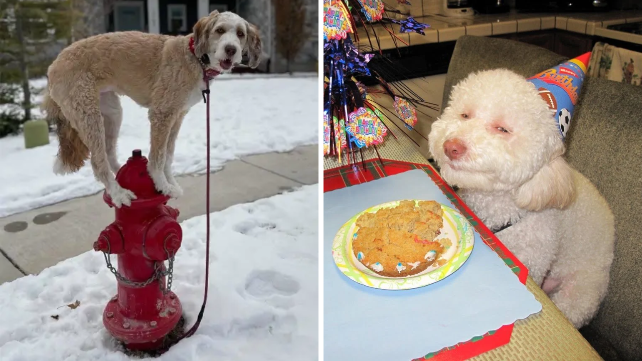 30 adorable pictures of dogs doing random things