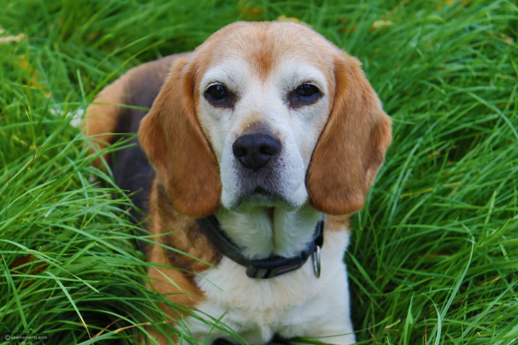 8 dog breeds that share the friendly traits of golden retrievers