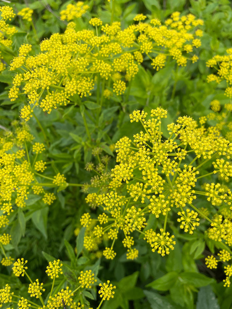 Add golden alexander to your garden for pollinators