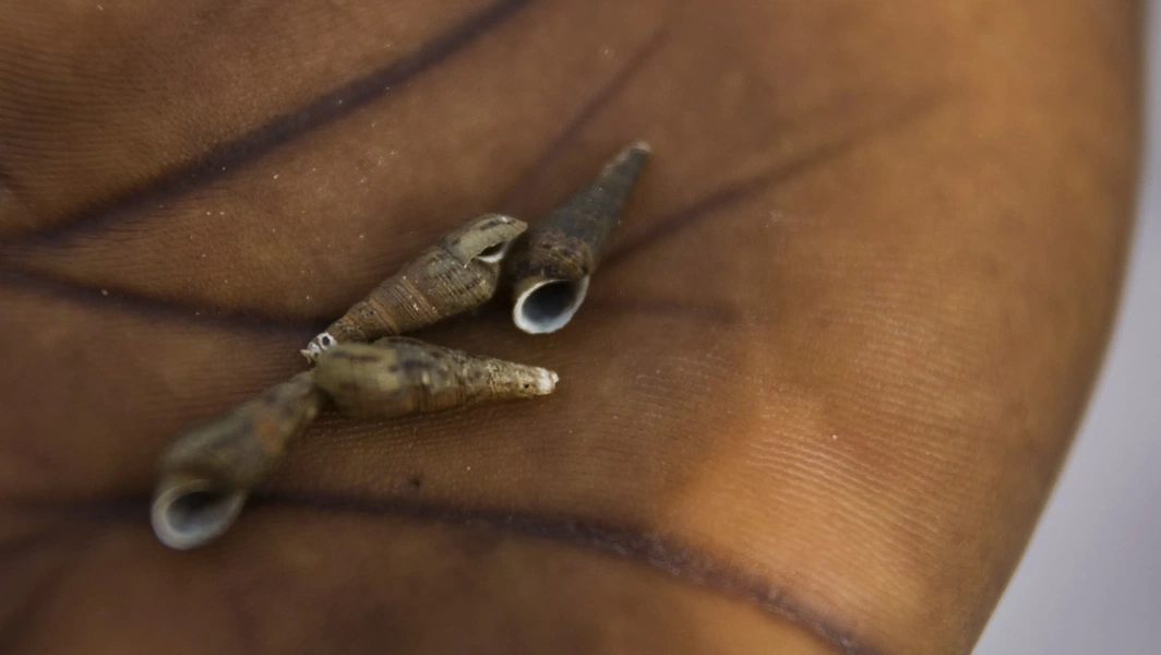 15 of Earth's most dangerous animals