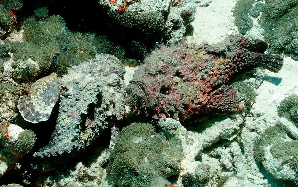Stonefish secrets every ocean lover should know