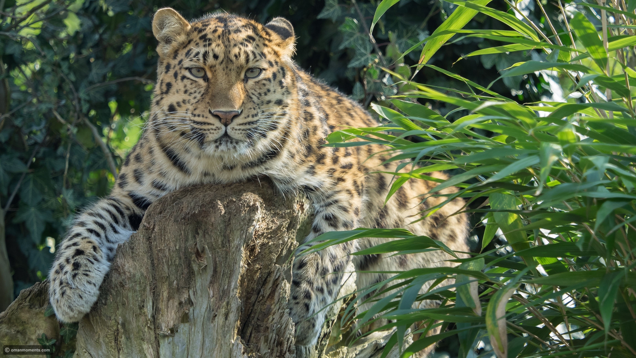 Rarest wild cats across the world with 8 extraordinary species