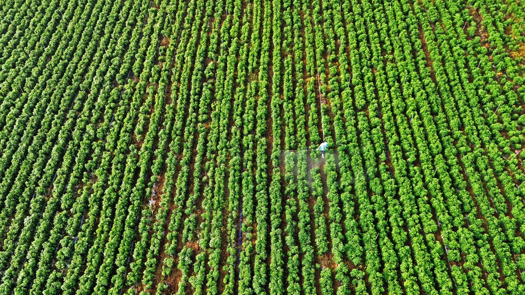 Global bell pepper production and trade overview