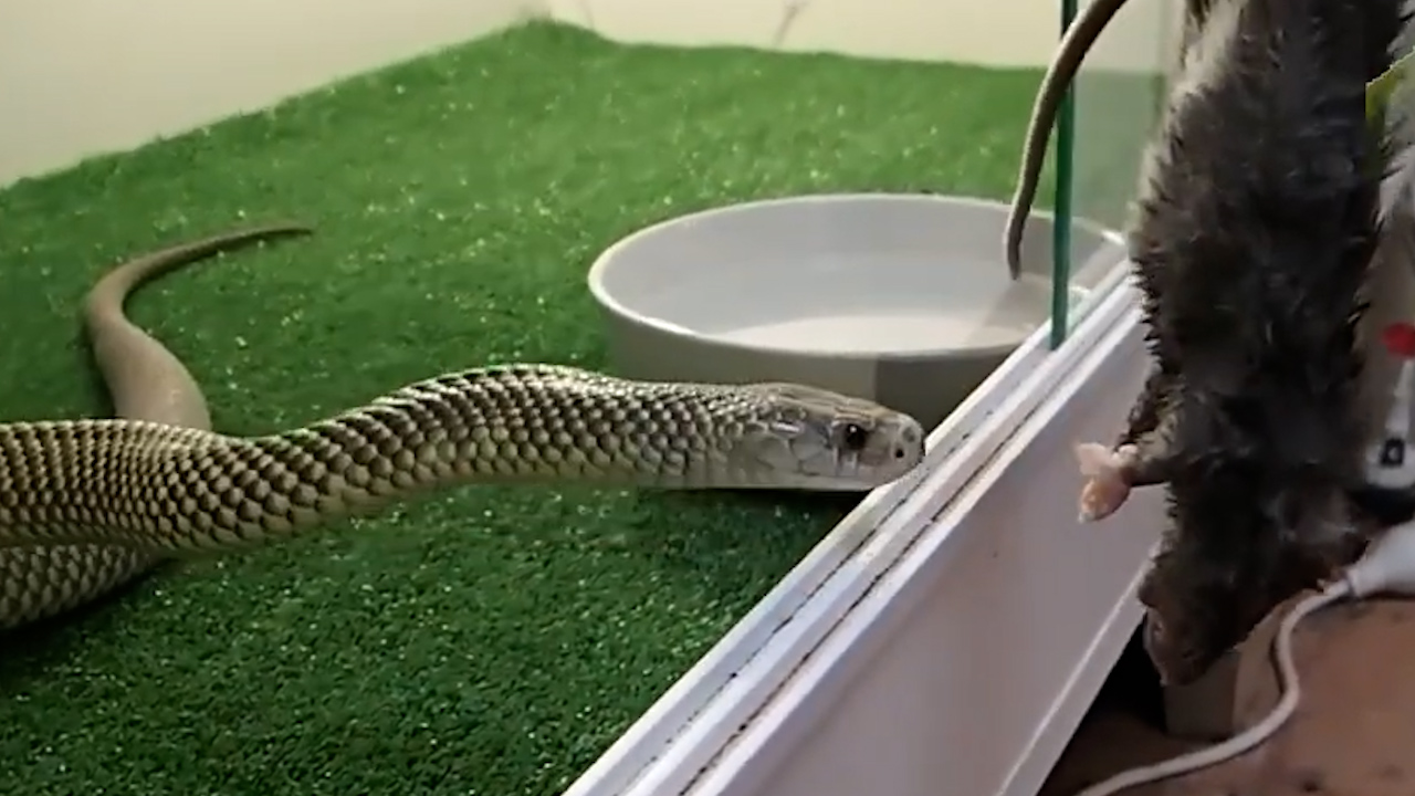 Snake vs rat | Feeding venomous snakes their prey