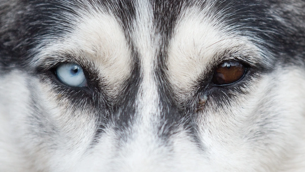 8 hilarious and adorable husky moments
