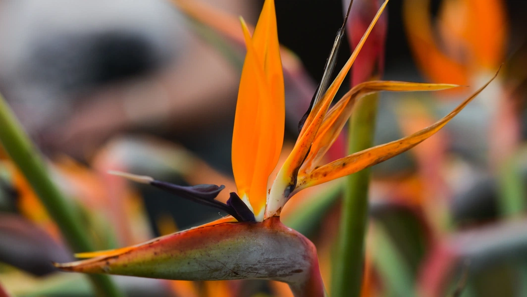 Bird of paradise care made simple for plant lovers