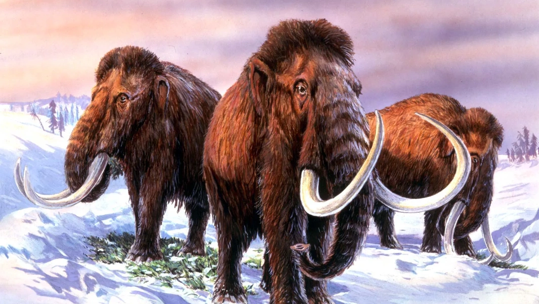 Genetic engineering and the woolly mammoth revival