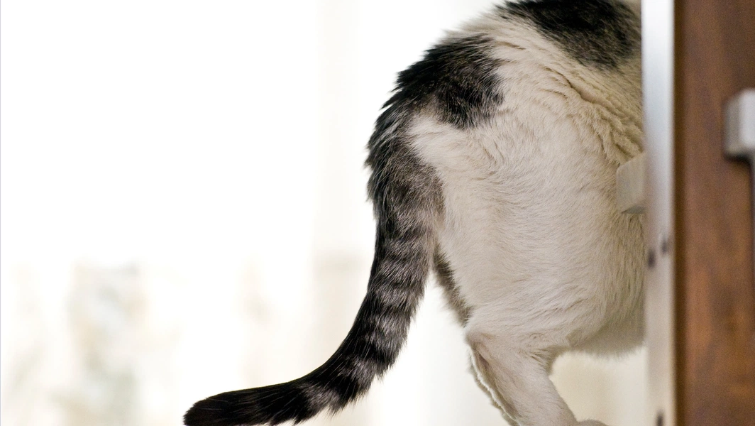15 everyday habits that stress out your cat