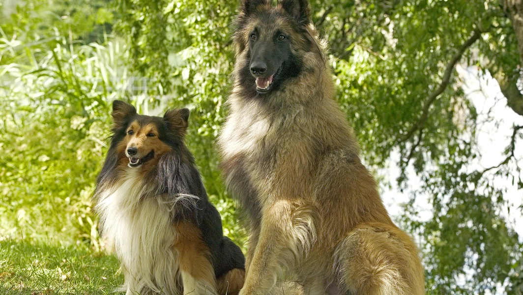 13 loyal and protective dog breeds
