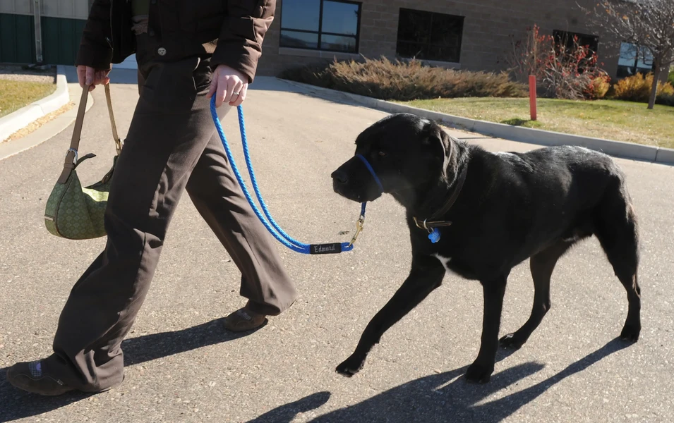 UK approves first long-acting arthritis injection for dogs