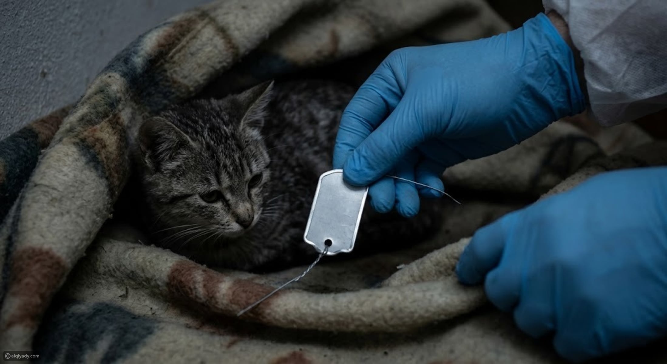 UK pet owners given update as government sets June 29 date