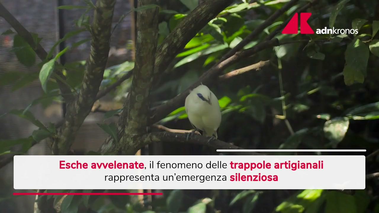 Esche avvelenate per gli animali, l'emergenza silenziosa in Italia