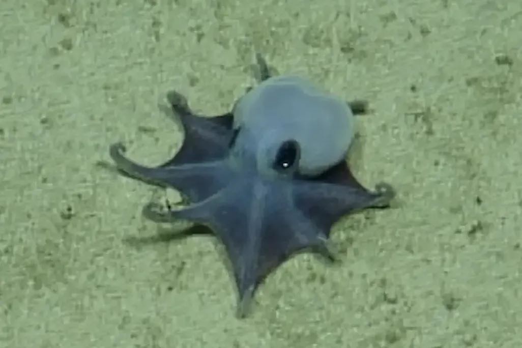 New species of tiny blue deep-sea octopus discovered 5,800 ft below sea ...