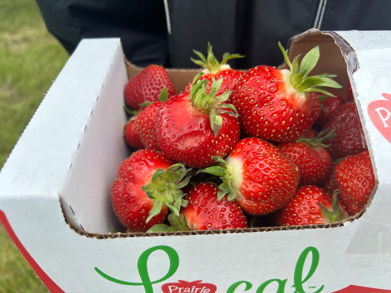 Manitoba berry producers 'play it by ear' after heavy rains, floods hit ...