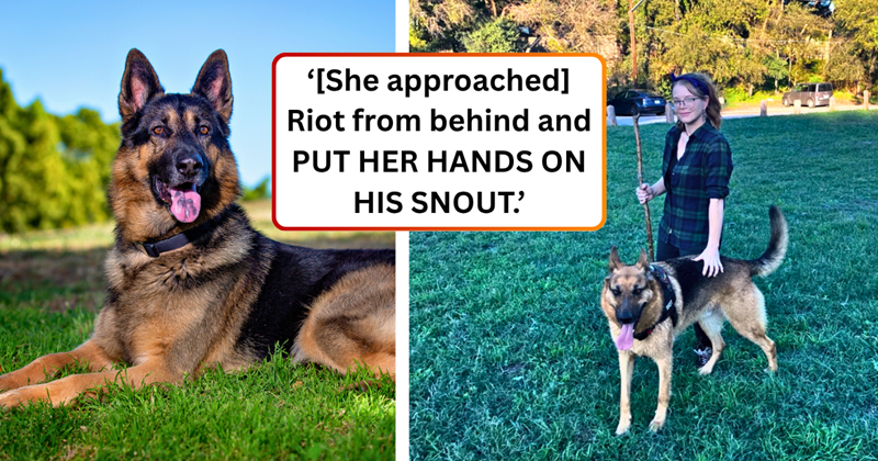 Nosey neighbor gives German Shepherd owner unsolicited training advice ...