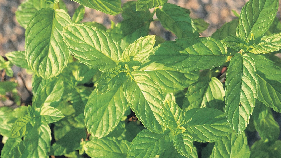 How to grow and control mint plants