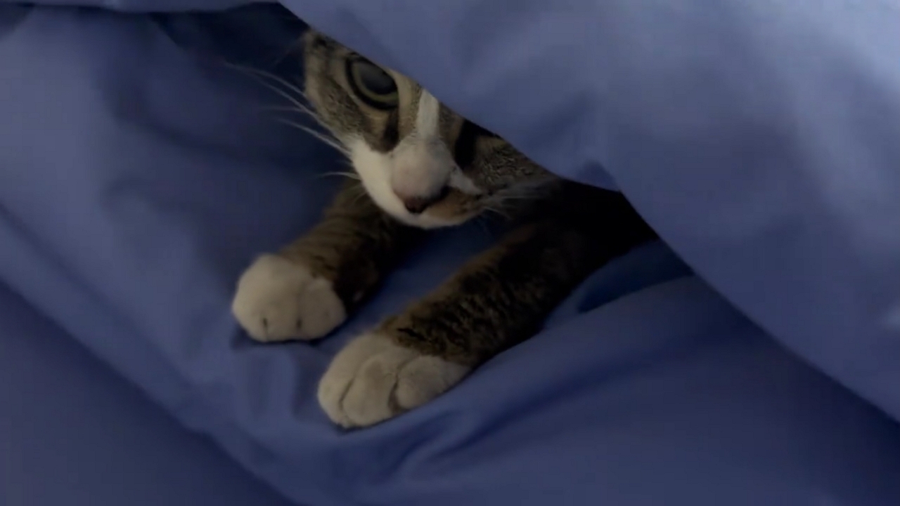 Sneaky cat hides in firefighters’ bunkroom