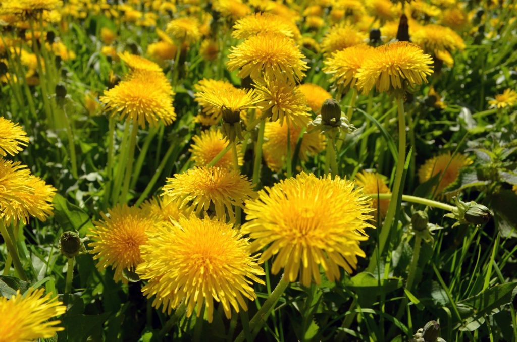 8 smart lawn hacks for tackling stubborn dandelions