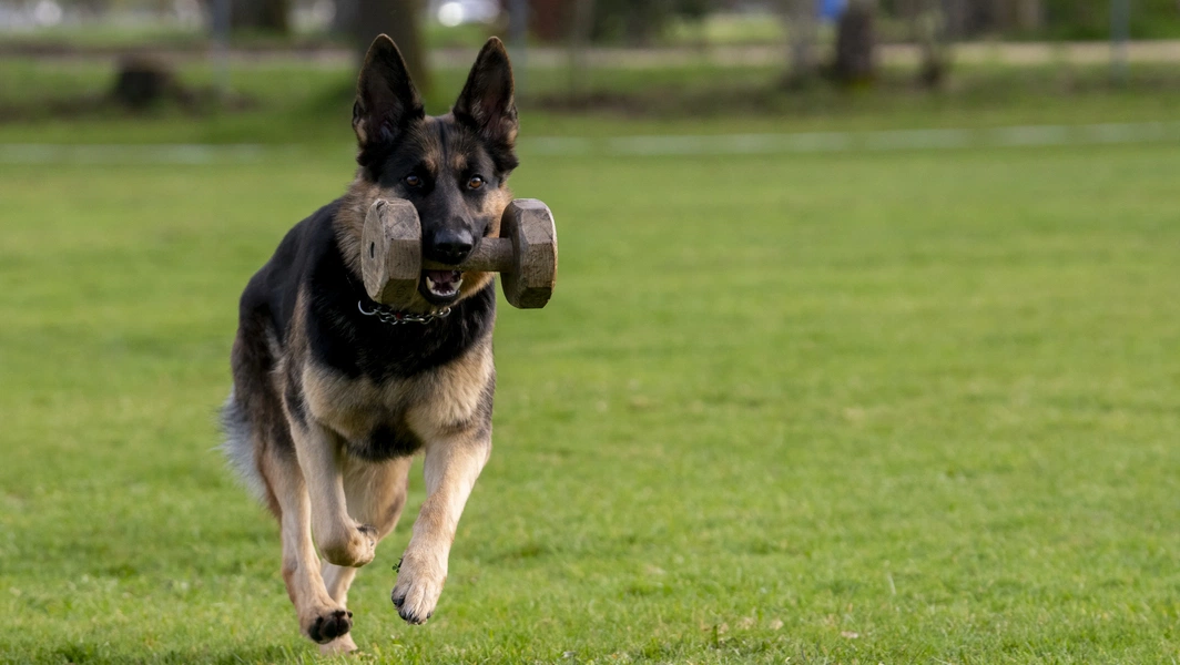 15 loyal and protective dog breeds