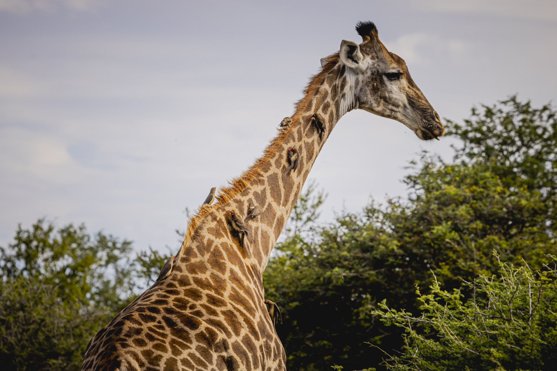 Popular animal myths that you probably still believe