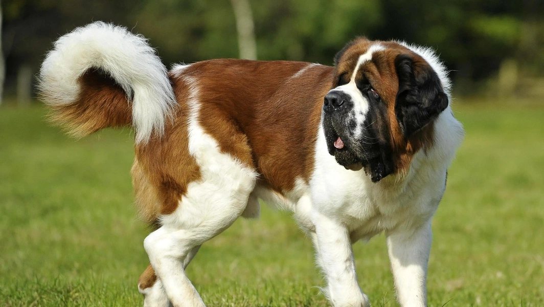 13 dog breeds ideal for first-time owners