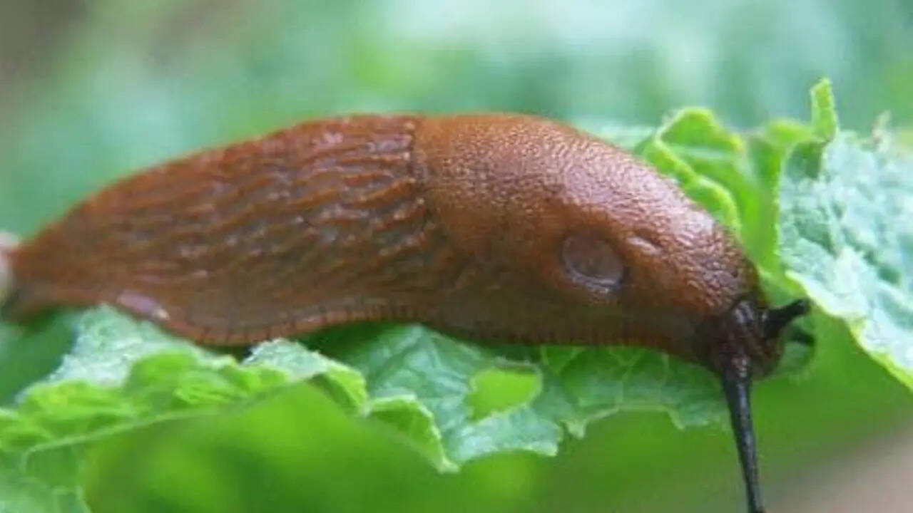 How to keep slugs away from your garden