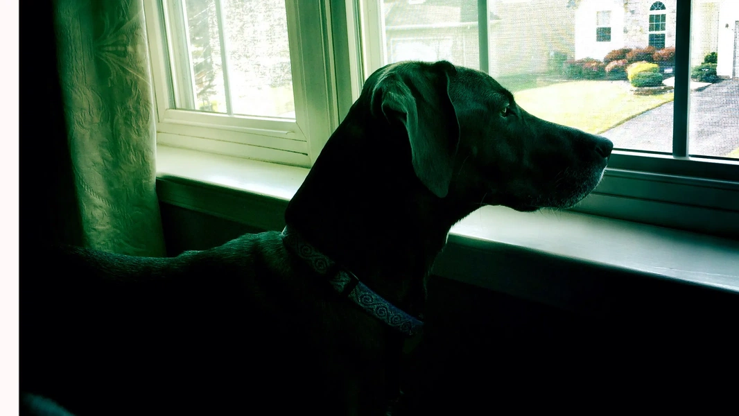 4 stories of shelter dogs finding hope