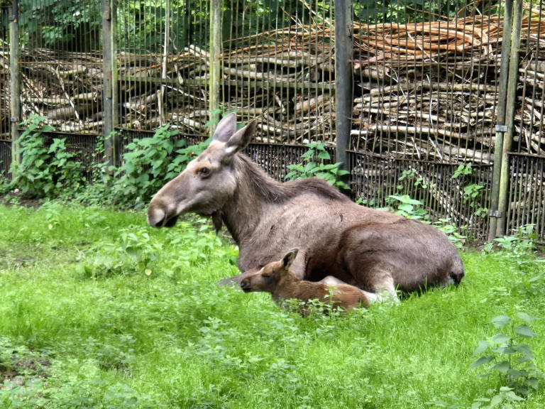 Elch im Rostocker Zoo geboren: "Das Kalb sieht zuckersüß und herrlich ...