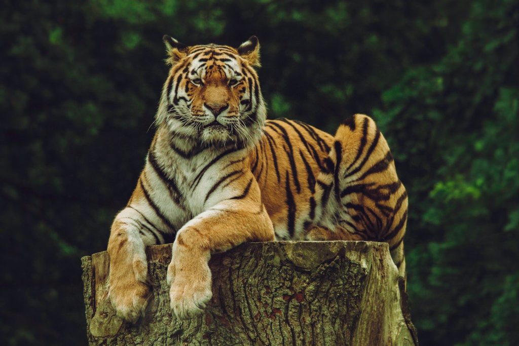 The hidden cost of celebrity exotic pets