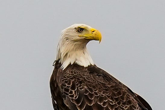 Dollywood eagles are still loose, and one was spotted in Knoxville