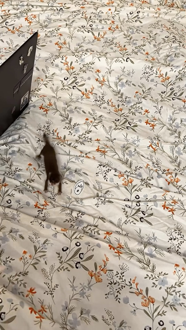 This weasel woke up and chose violence