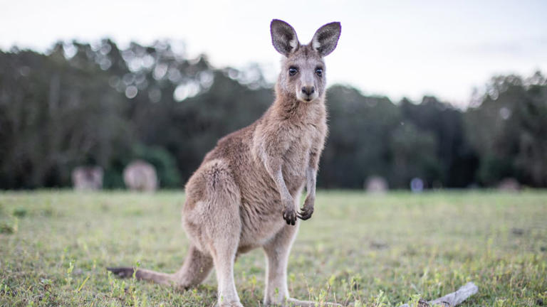 Kangaroo Pretends To Faint For Food Then Returns To Playful Tricks ...