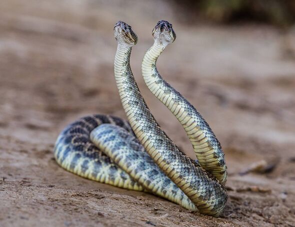 FIFA World Cup stars warned of lethal snake zone at training camp
