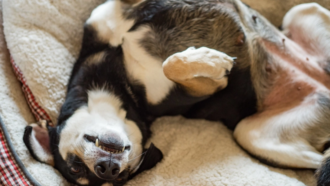10 quirky and endearing dog behaviors