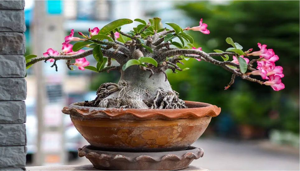 Plantas resistentes ao sol: 6 opções fáceis de cuidar e que são ...