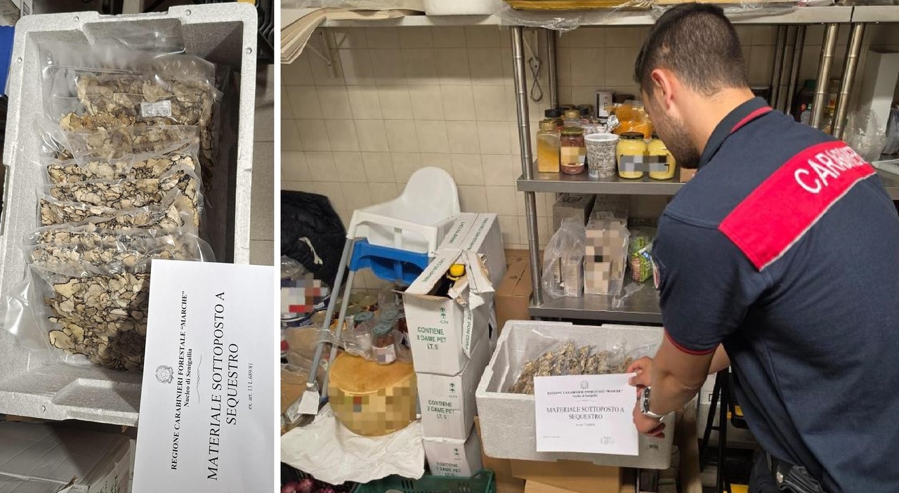 Senigallia, il tartufo nero non è tracciato: i forestali ne sequestrano ...