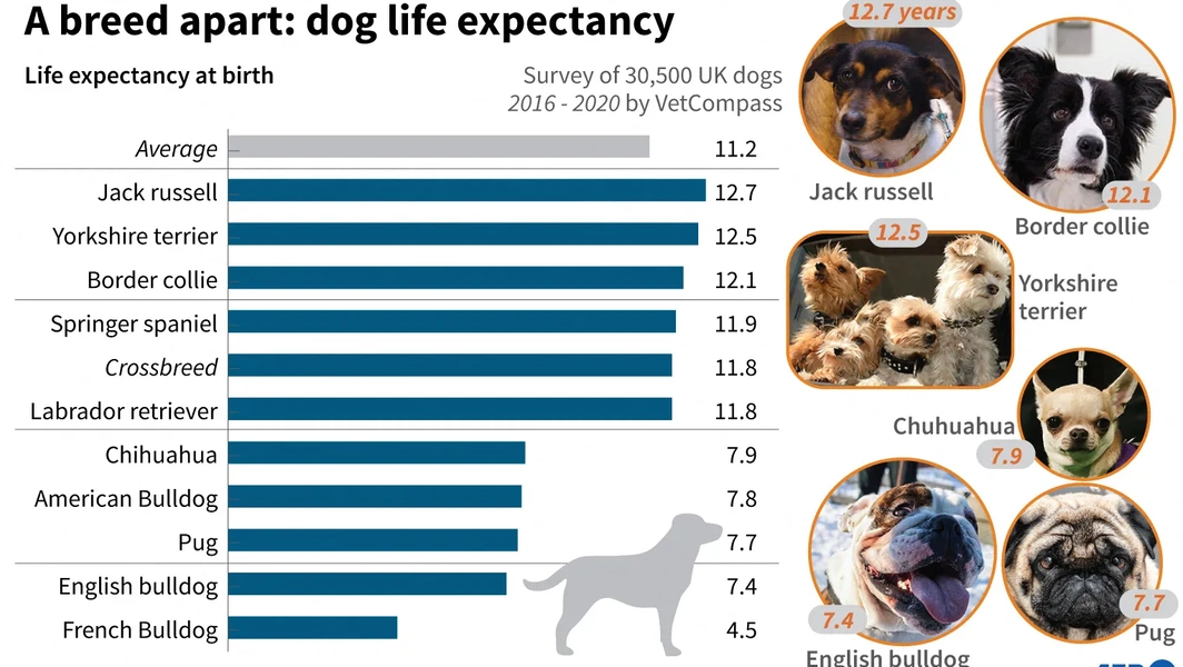 9 long-lived dog breeds and their care needs