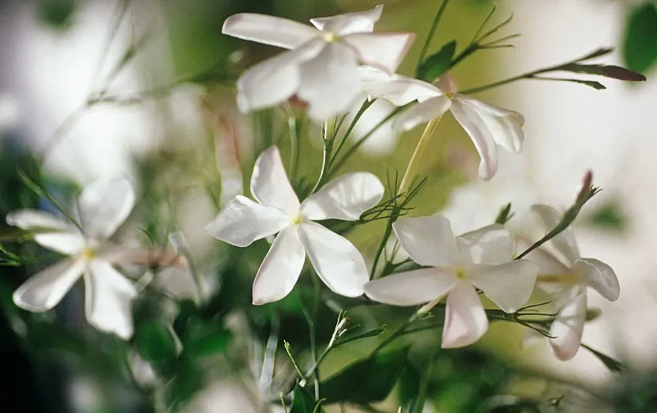 Find your lucky plant by birth date