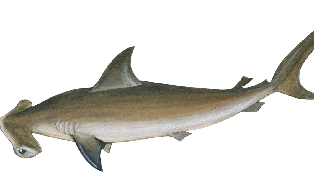 Fascinating insights into hammerhead sharks