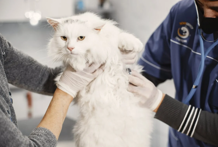 20 common mistakes new cat owners make without realizing it