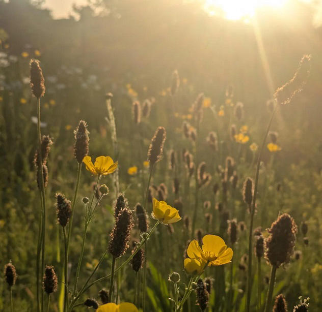 Homeowner's meadow garden costs next to nothing as frogs and toads keep ...