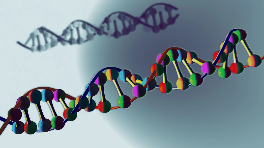 Study confirms human DNA length reaches two meters per cell