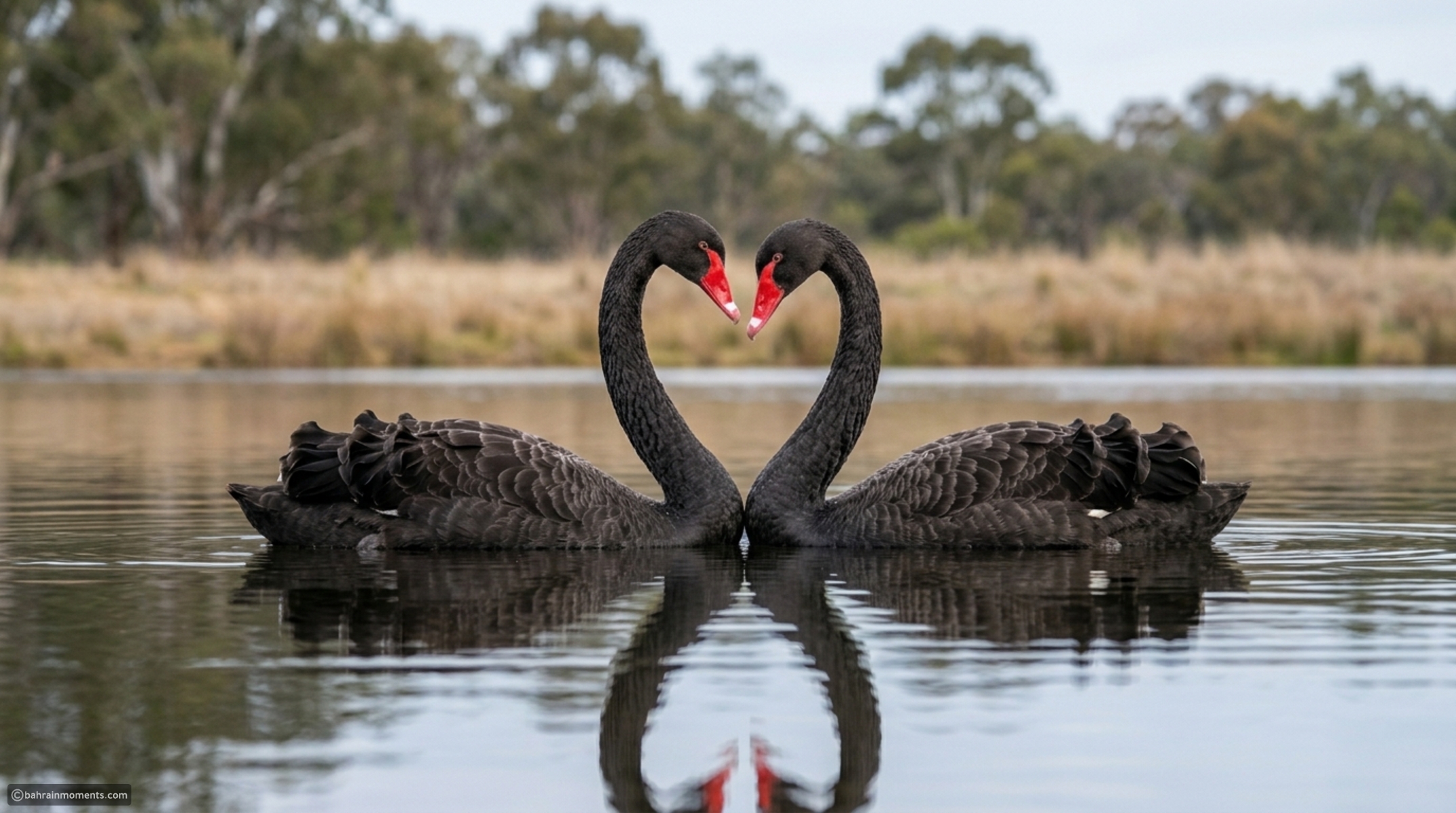10 animal species that prove being queer is natural