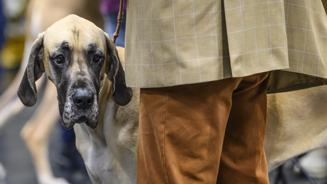 17 dog sounds and what they communicate