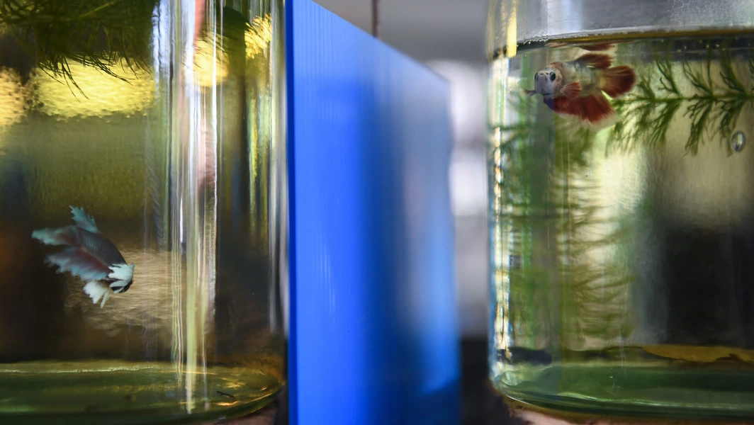 Understanding stress in aquarium fish